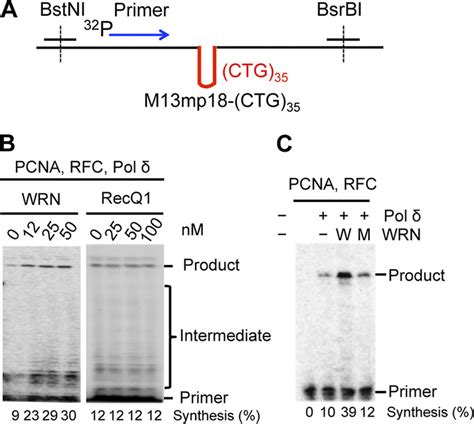 wrn enhances pol catalyzed dna synthesis a diagram of the primer