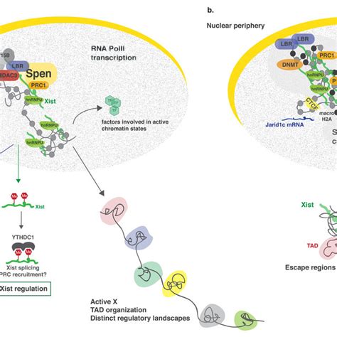 X Chromosome Inactivation And Active X Upregulation X Chromosome