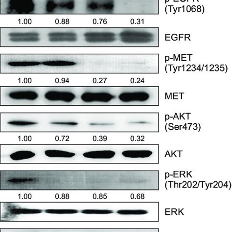 Effect Of 3 Dsc On Egfr Or Met Protein Expression In Hcc827gr Cells Download Scientific