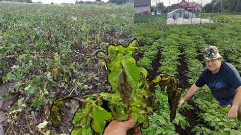 Фітофтора на Картоплі та Помідорах Як запобігти та боротися з Фітофторою Youtube