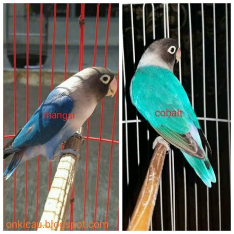 Perbedaan Warna Antara Lovebird Biru Mangsi Dan Lovebird Biru Cobalt