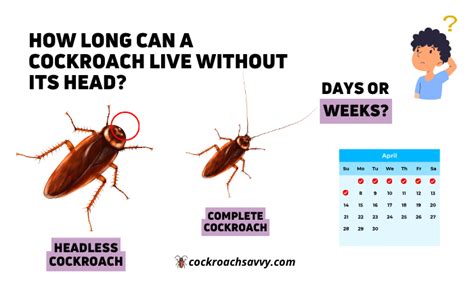 How Long Can A Cockroach Live Without Its Head Days