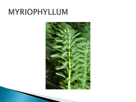 Root Characteristics Types Structure And Functions Pptx