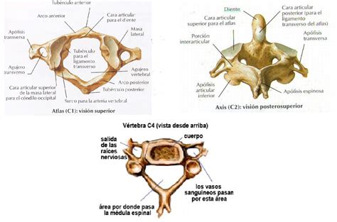 Morfofisiologia I Cuello