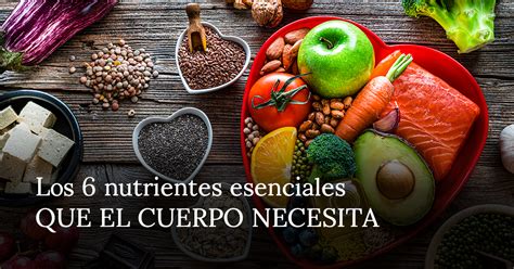 Tipos De Nutrientes Por Qué Y Cuáles Necesitas Aprende Institute