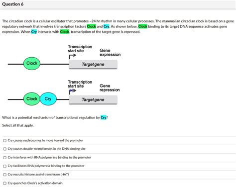 Question 6 The Circadian Clock Is Cellular Oscillator That Promotes 24