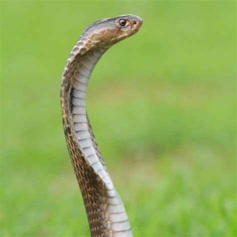 Huge Triple D Boobs In Bra Nipples Nipples Porn XHamster