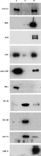 Association Of Lipoxygenase Pathway Proteins To Membranes Potato