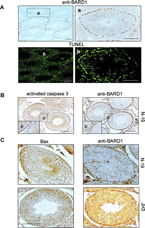 Bard1 Expression During Spermatogenesis Is Associated With Apoptosis