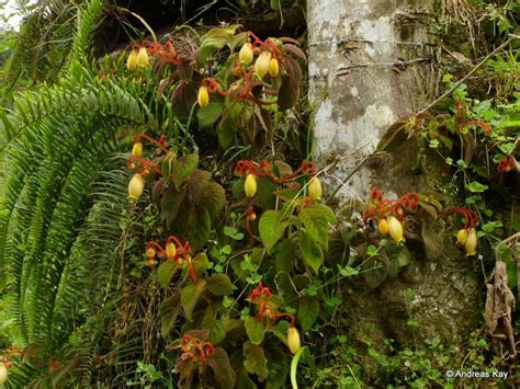 Capanea Kohleria Affinis Gesneriaceae Plants Botanical Flowers