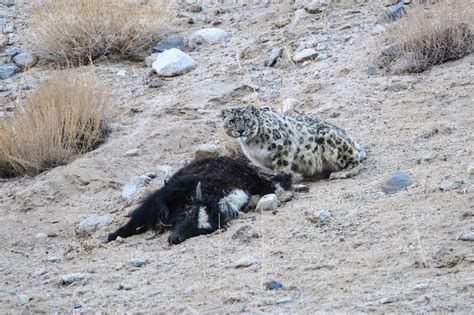 Wild Snow Leopard With Kill Stock Image C Science Photo Library
