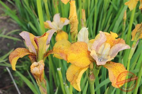 Iris Sibirica Peacock Butterfly® Ginger Twist® Verschoor Horticulture