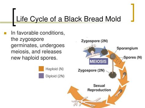 Ppt Classification Of Fungi Powerpoint Presentation Free Download Id2978596