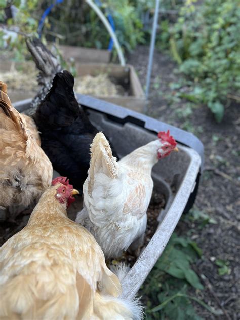 Theyre Eating Their Own Eggs Rbackyardchickens