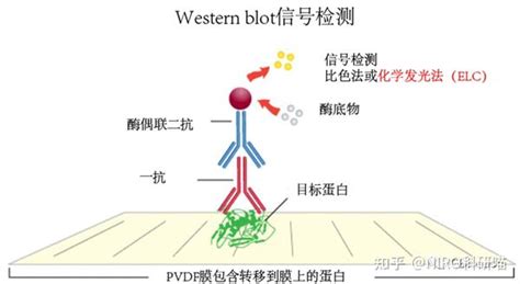 Western Blot （wb）条带灰度值测量从原理到实践 知乎