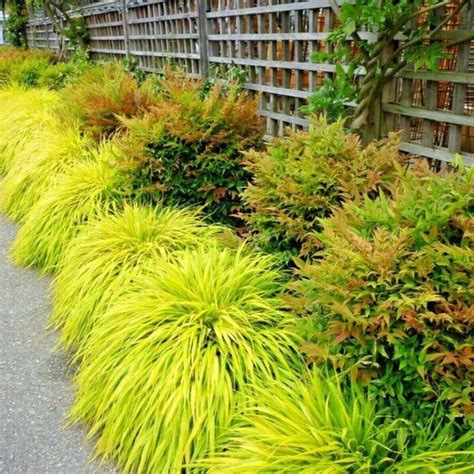 Aureola Japanese Forest Grass Seeds Hakone Grass Ornamental