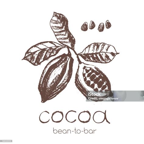 Lambang Biji Kakao Vektor Sketsa Yang Digambar Tangan Ikon Biji Kakao Biji Kakao Terisolasi
