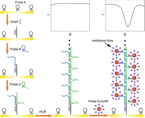 Illustration Of The Electrochemical Biosensor For Trace Mirna Assay