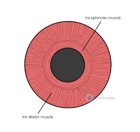 The Iris And Drainage Angle Ophtnotes