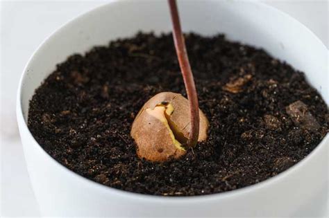 How To Plant Avocado Seed A Comprehensive Step By Step Guide Ke