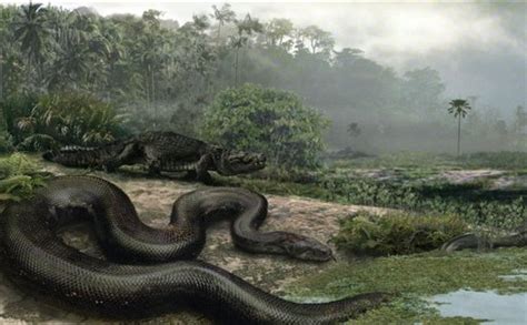 Titanoboa Facts Habitat Diet Fossils Pictures