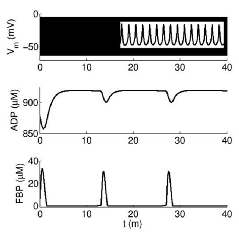 Long Term Dynamics Of Electrical Activity V M And Metabolic Download Scientific Diagram