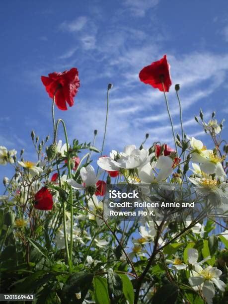 퀸 엘리자베스 파크 로즈 가든 2019에서 밝은 빨간 양귀비와 흰색 꽃 0명에 대한 스톡 사진 및 기타 이미지 0명 2019년 꽃 나무 Istock