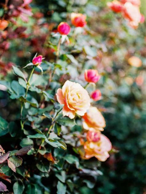 Portland International Rose Garden Best Guide Green Garden Cottage