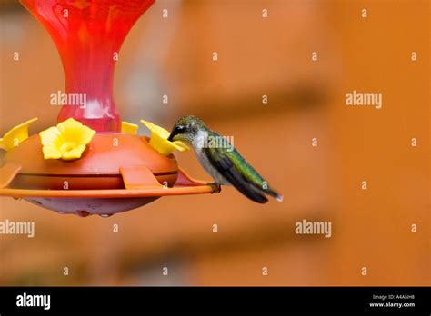Female Ruby Throated Hummingbird Stock Photo Alamy