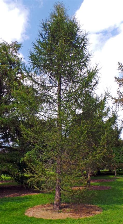 Are Larch Trees Deciduous At Alice Hager Blog