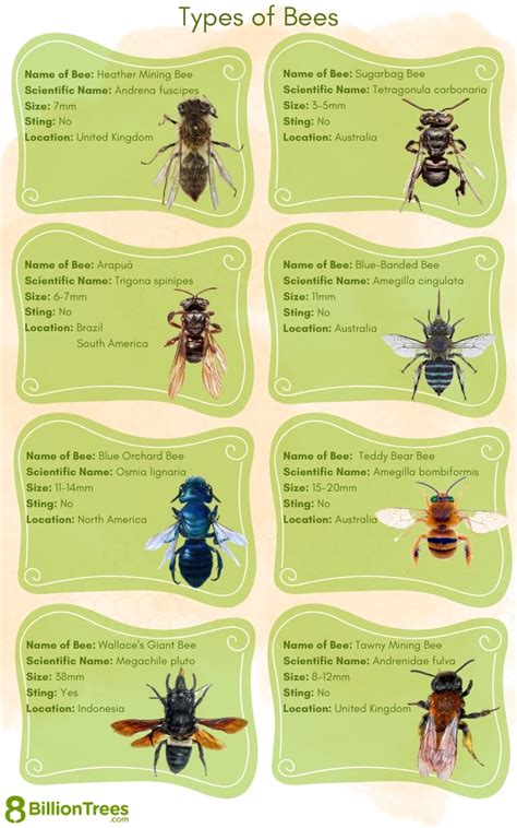 46 Free Printable Bee Identification Charts [pdf]