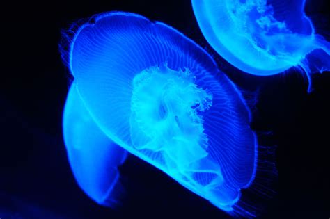 Aurelia Aurita Free Stock Photo - Public Domain Pictures