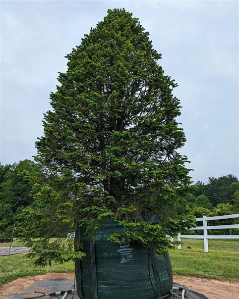 Best Fragrant Trees Trees With Scented Flowers