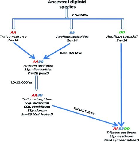 2 Evolution Of Bread Wheat From Its Diploid Progenitors Download