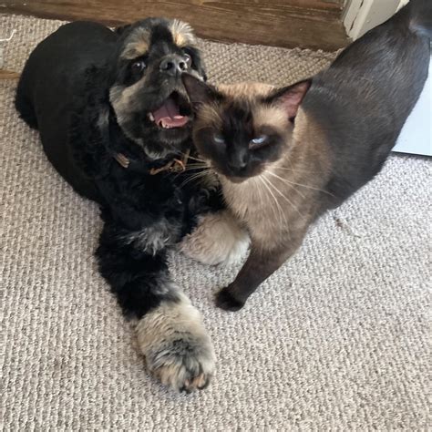 Cocker Taking 5 Minute Break Fan Photo By Thomas Curry