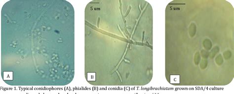 Figure 1 From First Record Of Trichoderma Longibrachiatum As
