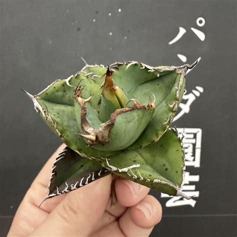 Yahoo オークション B4【パンダ園芸】アガベ チタノタ 星空 Starry