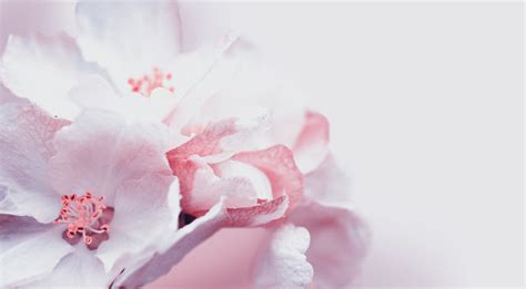 사과 나무의 개화입니다 개화 꽃의 봄 배경입니다 흰색과 핑크 꽃입니다 꽃 나무와 아름 다운 자연 장면입니다 봄 꽃입니다 아름 다운 정원입니다 추상적인 배경을 흐리게 0명에