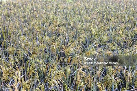 나무 근처에 다양한 종류의 벼의 이삭이 가득한 논을 클로즈업한 배경 0명에 대한 스톡 사진 및 기타 이미지 0명 Rice Paddy Art 가로수 Istock