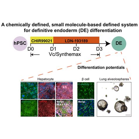 Chemically Defined And Growth Factor Free System For Highly Efficient Endoderm Induction Of