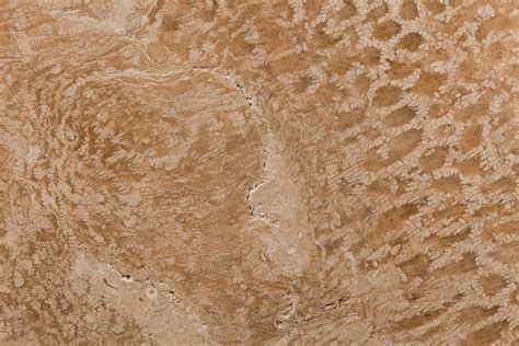Coral Fossil Texture By Boldfrontiers On Deviantart