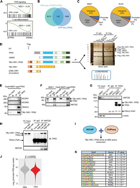 tp63 fusions drive multicomplex enhancer rewiring lymphomagenesis and