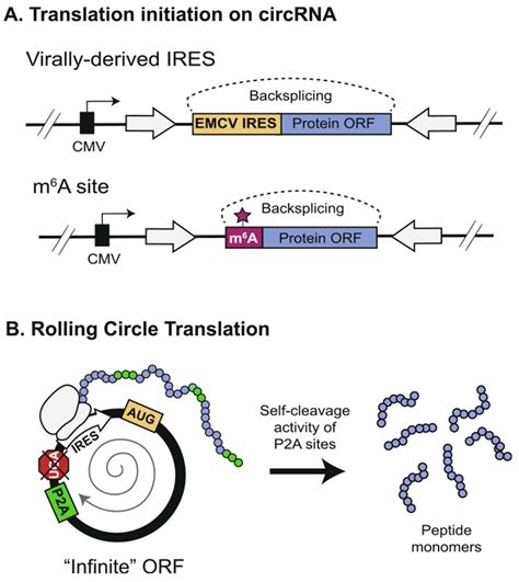 the design and synthesis of circular rnas pmc