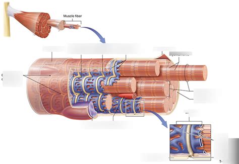 241 Diagram Quizlet