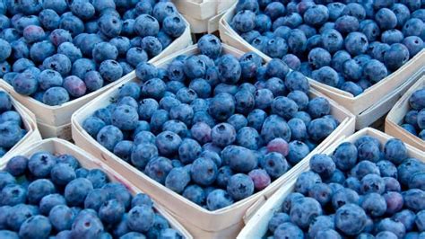 9 Tips How To Choose Blueberry Netting Suppliers Eyouagro