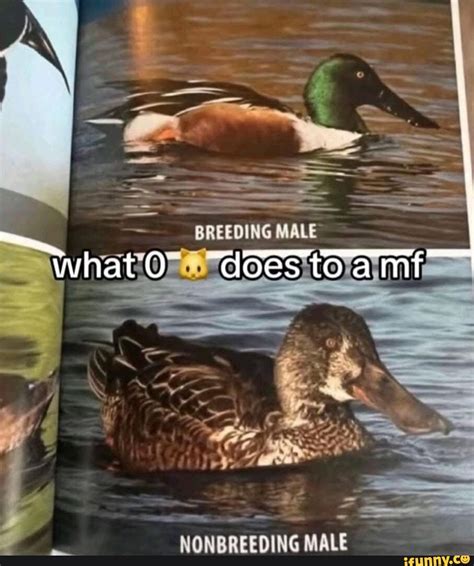 Megyn Kelly Talks About Sex To Stop Riots General Discussion Ar15com