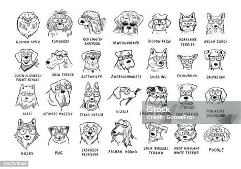 Dogs Faces Different Breeds With Trendy Glasses Illustrations Set Stock
