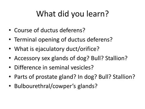 Veterinary Anatomy Of Male And Female Genital System Lectures Together And Specie Difference