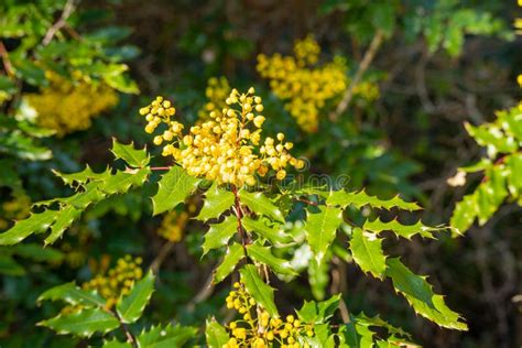 Common Holly Stock Image Image Of Branch Autumn Flora