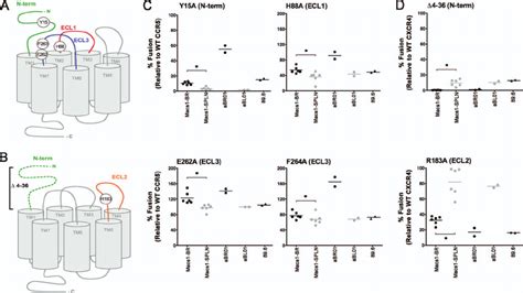 Dependence On N Terminal And Ecl Regions Of Ccr5 And Cxcr4 Fusion